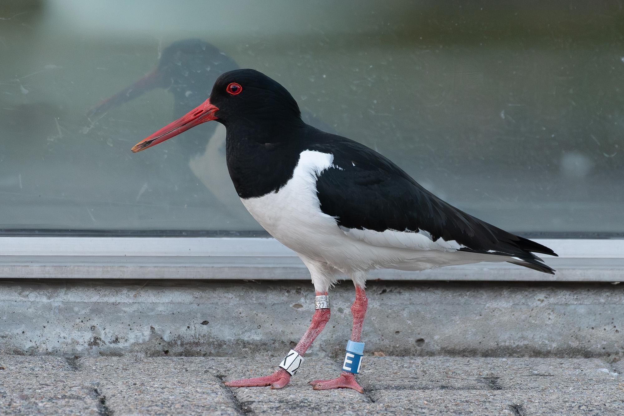 Update Submit CR-Birding - Stichting Onderzoek Scholekster